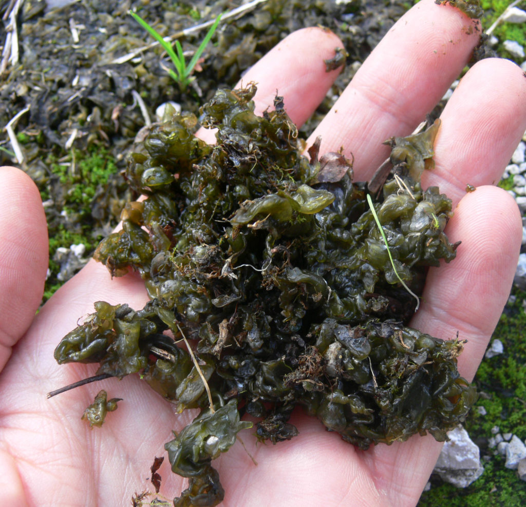 Black Moss Nutritional Value: Does It Bring Prosperity? | GetDoc Says