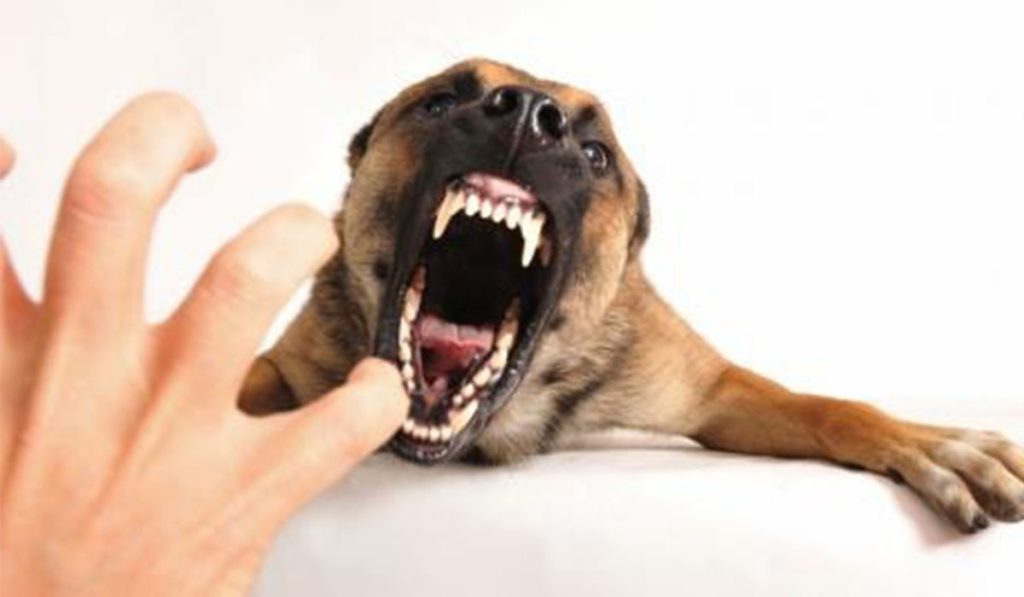 10 Things You Must Know About Rabies | GetDoc Says