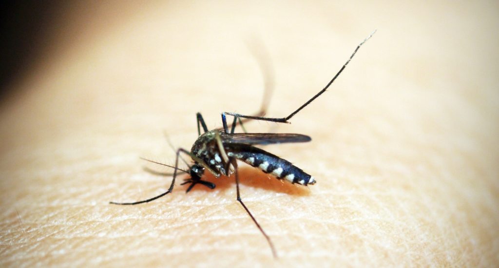 Beware of that Mosquito Bite! It can transmit Dengue which is on the rise!